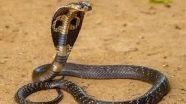 15 ft long King Cobra Caught In Tamil Nadu Released In Forest