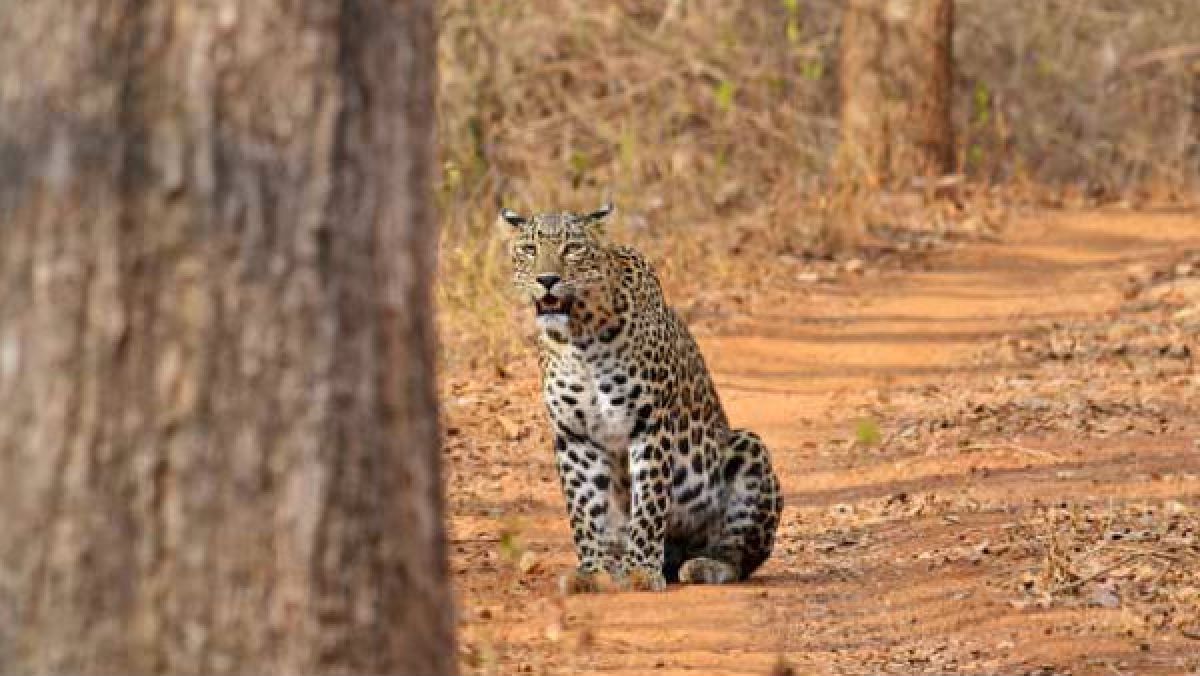 From 8,000 in 2014, India's leopard population increased to over 12,000 ...