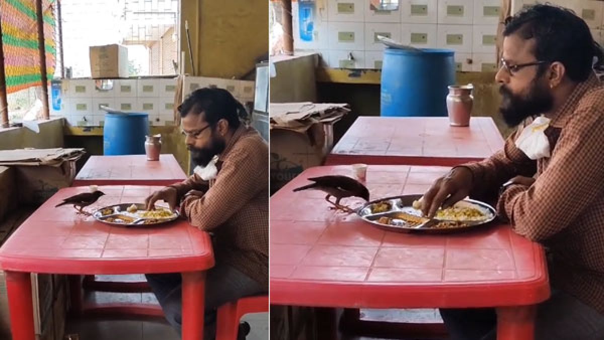 Emotional video of man and bird eating from the same plate goes viral ...