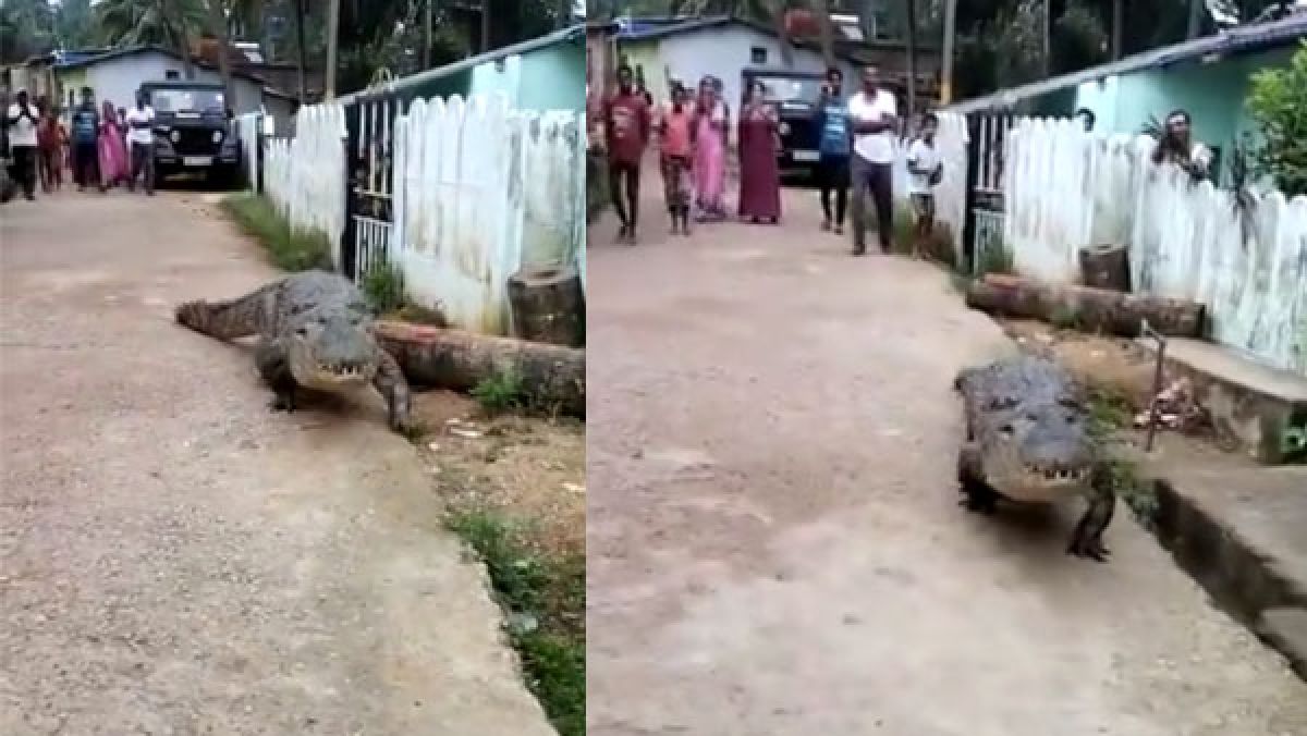 Watch: Crocodile takes a stroll on the streets of this village in ...