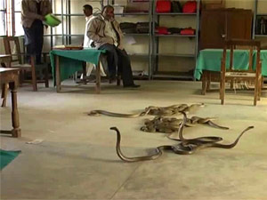Snakes in Office | Tax Office | Lucknow | Uttar Pradesh | Bribery ...
