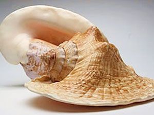 Mumbai | Live Shells | Cross Island | Mumbai Port | Jaisu Shipping ...