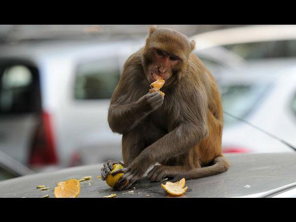Monkeys spreading malaria in Malaysia! - Oneindia News