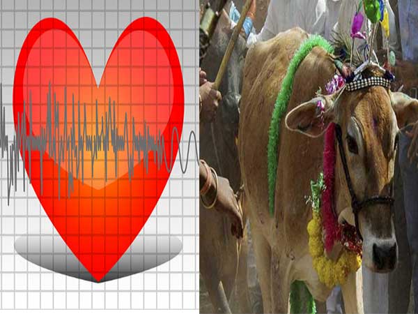 Cow's heart saved an 81 year old patient in Chennai - Oneindia