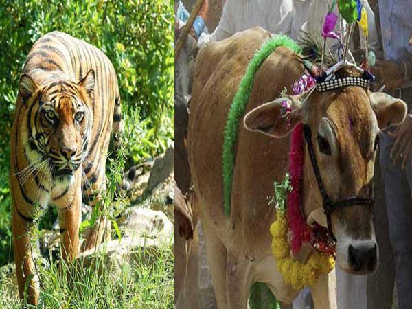 Haryana Minister Anil Vij appeals to make Cow as national animal - Oneindia