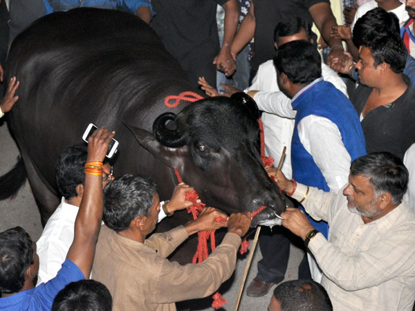 In Pics: 'Yuvraj', the bull worth Rs 7 crore participates in Sadar ...