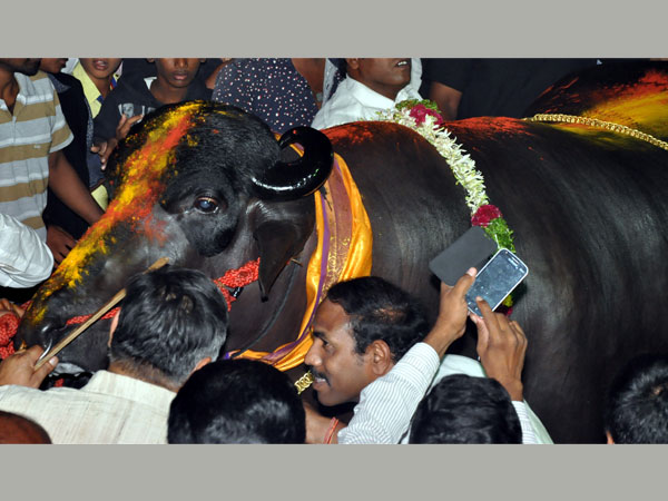 In Pics: 'Yuvraj', the bull worth Rs 7 crore participates in Sadar ...