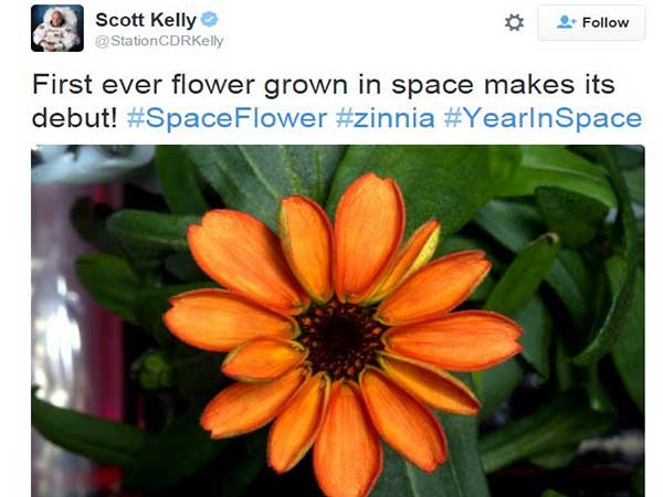 First Flower blooms in space , NASA astronaut shares the picture - Oneindia