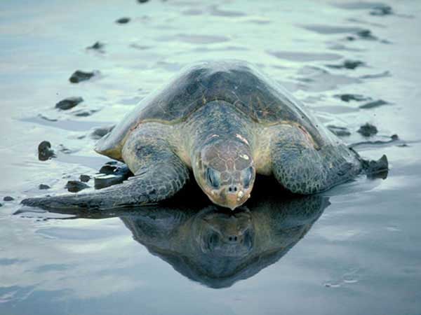 Olive Ridley turtles found dead on Puri beach in Odisha - Oneindia
