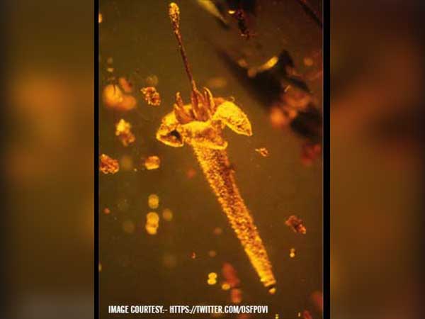 Fossilized flower discovered after 15 million years - Oneindia