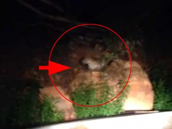 Leopard spotted near Tirupati Balaji Temple, Watch horrifying video ...