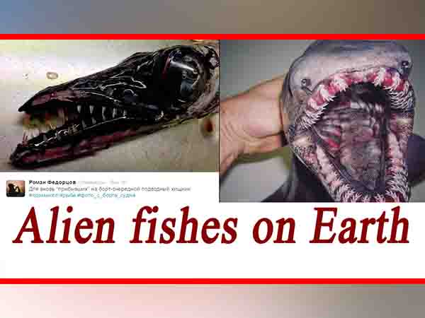 Russian fisherman catches 'Alien' like fishes, Images go viral - Oneindia