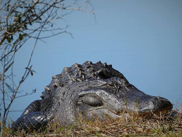 Gigantic alligator leaves onlookers awestruck - Oneindia News