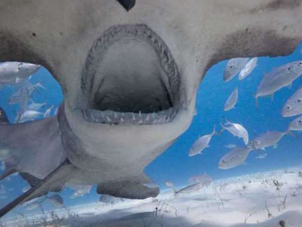 Hammerhead Shark in Bahama islands - Oneindia News