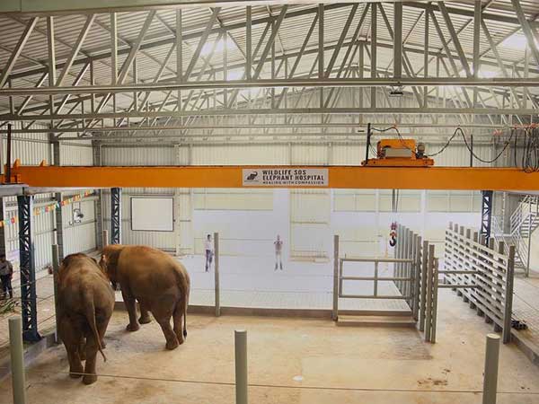 See pics: India gets its 1st hospital for elephants - Oneindia News