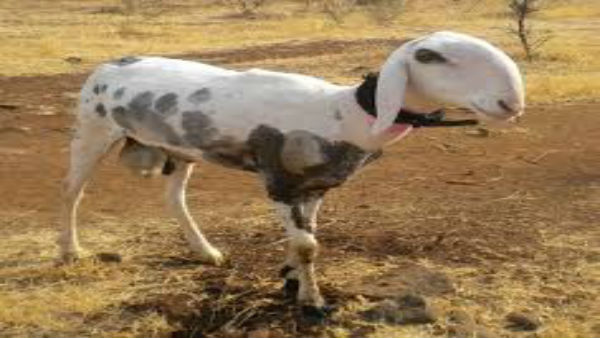 Maharashtra: Madgyal sheep gets offer of Rs 70 lakh - Oneindia News