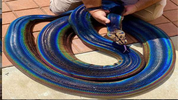 This viral photo of Rainbow Snake will leave you mesmerised - Oneindia News