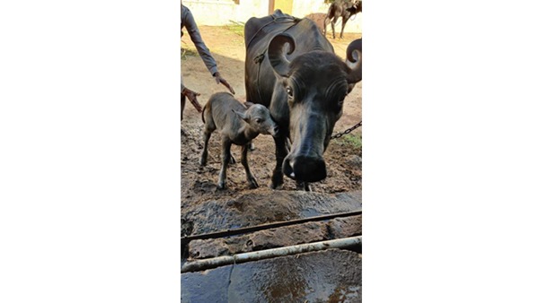 India's first Banni buffalo IVF calf born. Check out - Oneindia News