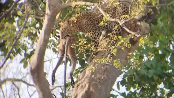Viral video: Rare sight of leopard hunting monkey in Panna Tiger ...