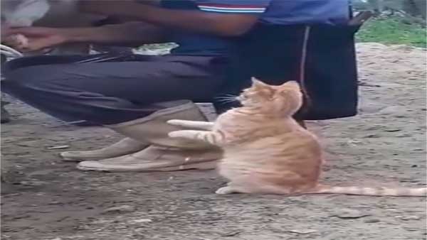 This viral video of cat drinking fresh cow milk will make your day ...