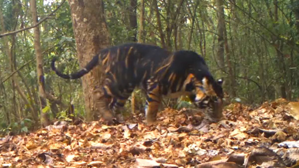 Watch: Black tiger marks its territory in Odisha's Similipal National ...