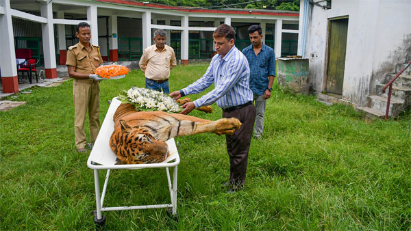 Fact Check: Was Raja the oldest living tiger in captivity? - Oneindia News