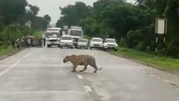 Viral video: Traffic police stops commuters to allow tiger to cross ...
