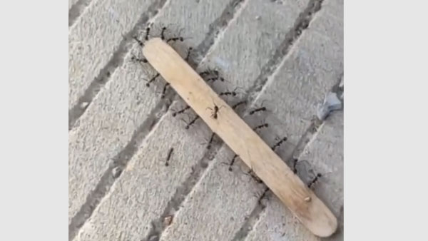 Watch: Ants prove true strength lies in unity in this viral video ...
