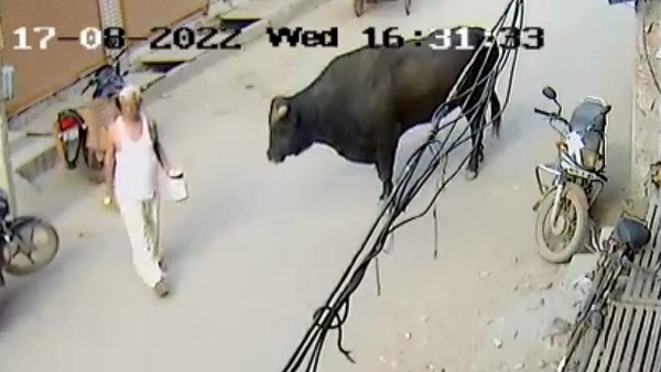 Caught on camera: Bull attacks old man in Faridabad - Oneindia News