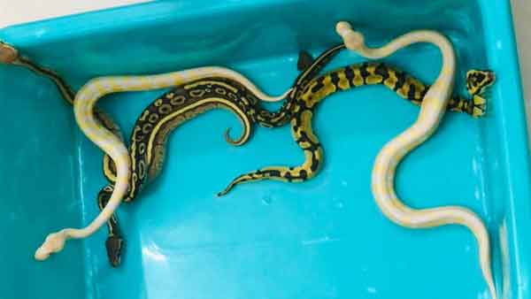 Chennai: 5 ball pythons seized from Bangkok passenger - Oneindia News