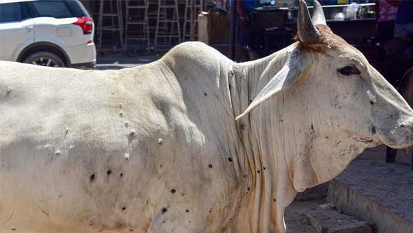 Lumpy skin disease: Delhi govt to procure 60,000 doses of goat pox ...