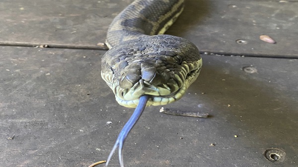 Jharkhand: Python swallows a whole goat - Oneindia News