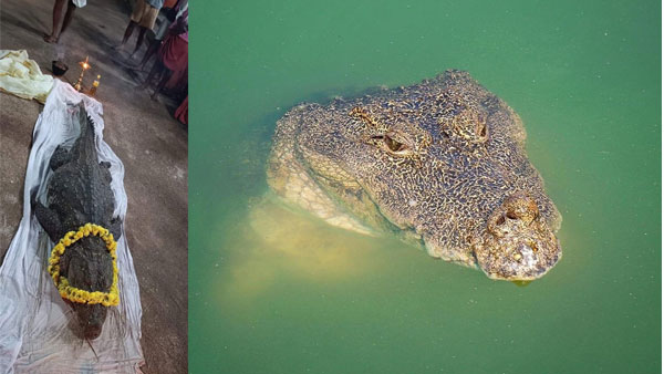'Vegetarian' crocodile that lived in Kerala temple pond for over 70 ...
