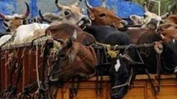Assam police bust yet another cattle smuggling racket along India ...