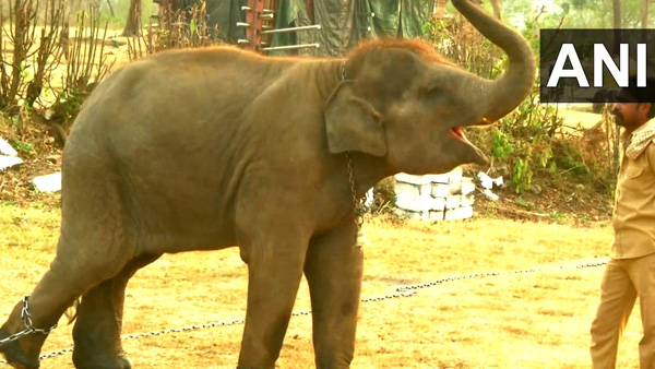 Tourists throng Mudumalai to see Oscar-winning elephant ‘Raghu ...