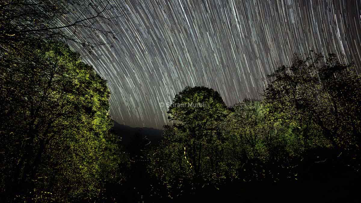 When the dark night rises, the Anamalai Forest glows bright! - Oneindia ...