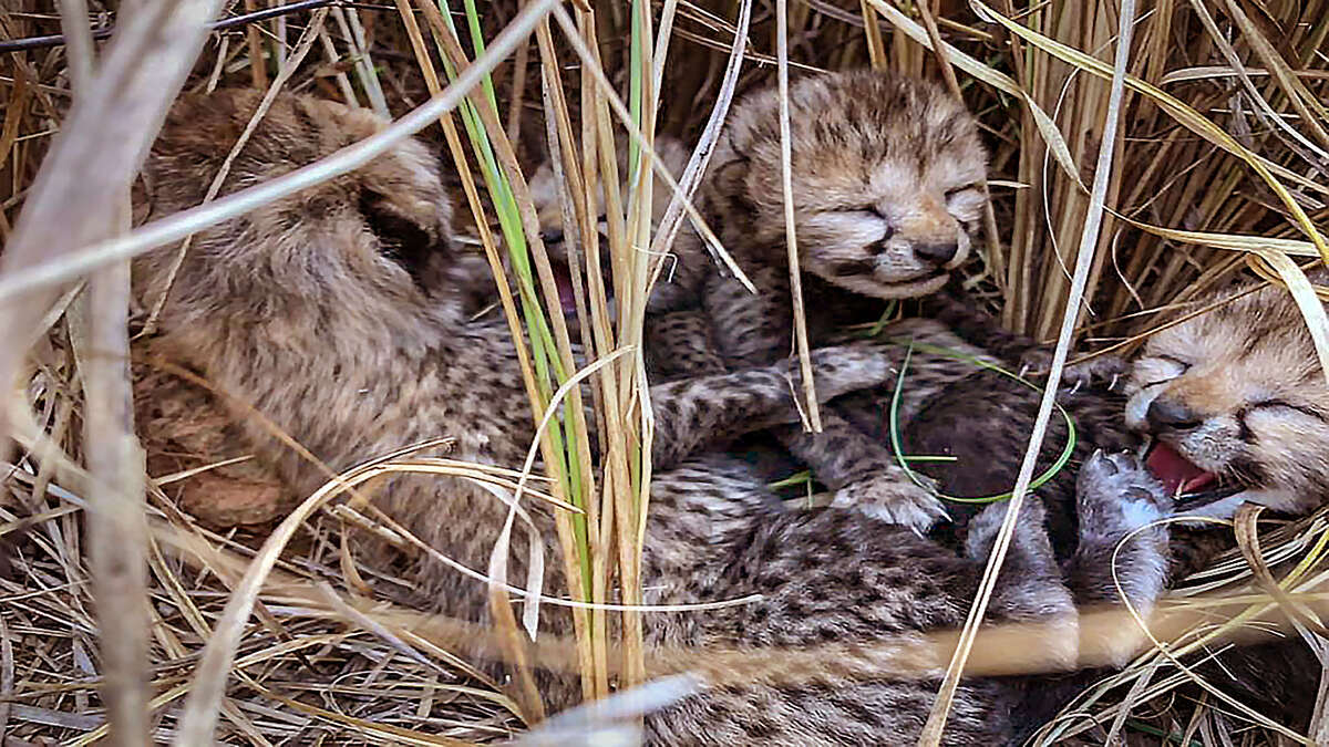 This is your chance to name four newly-born cheetah cubs at Kuno park ...
