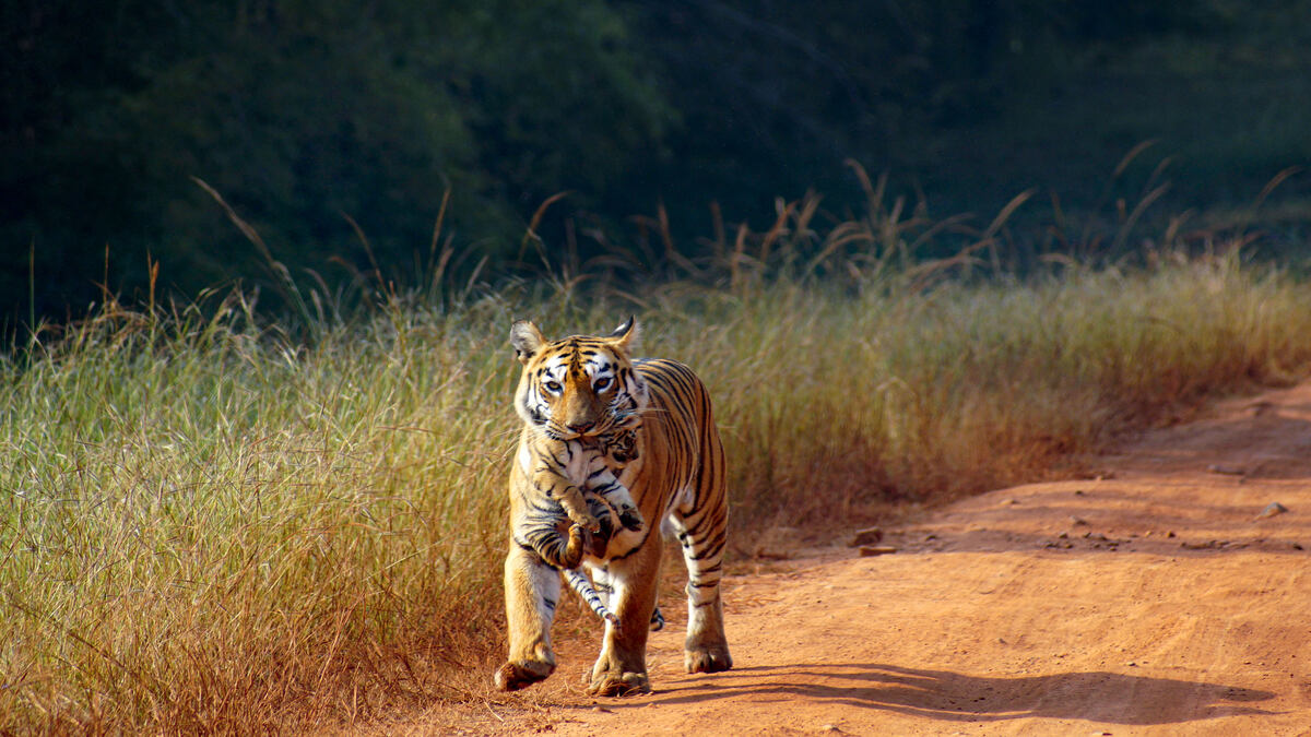 PM Modi to release Tiger census report on April 9; Karnataka eyes top ...