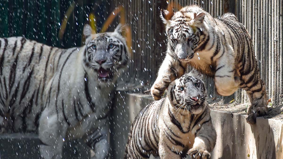 White Tiger In Chinese Culture at Joshua William blog