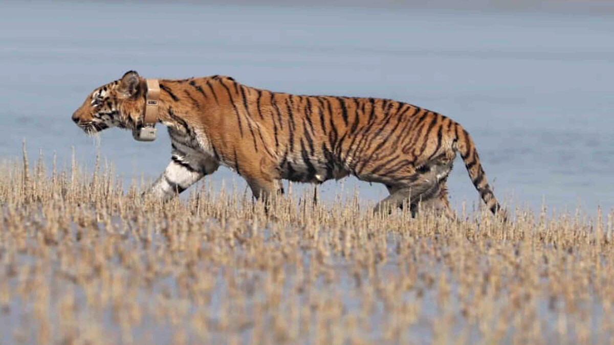 How are tigers counted in India? - Oneindia News