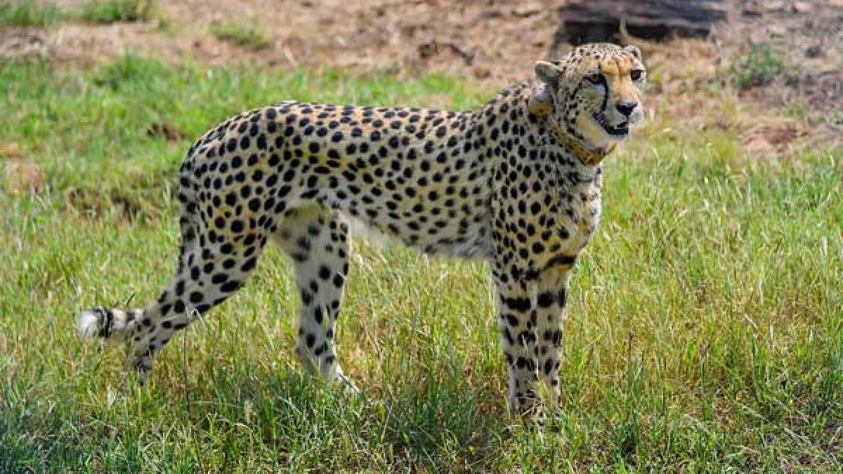 6 Deaths In A Row Pose A Major Challenge To India's 'Project Cheetah ...