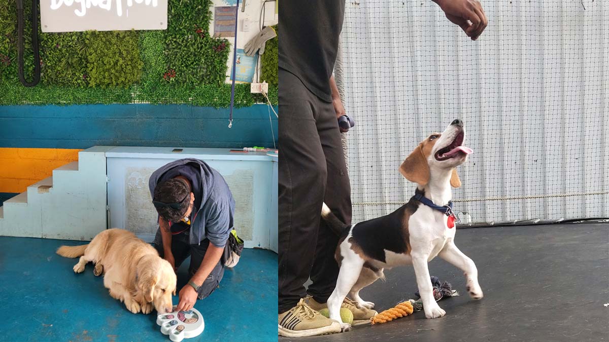 Rapid humanization and adoption of Pets needs enrichment-based dog ...