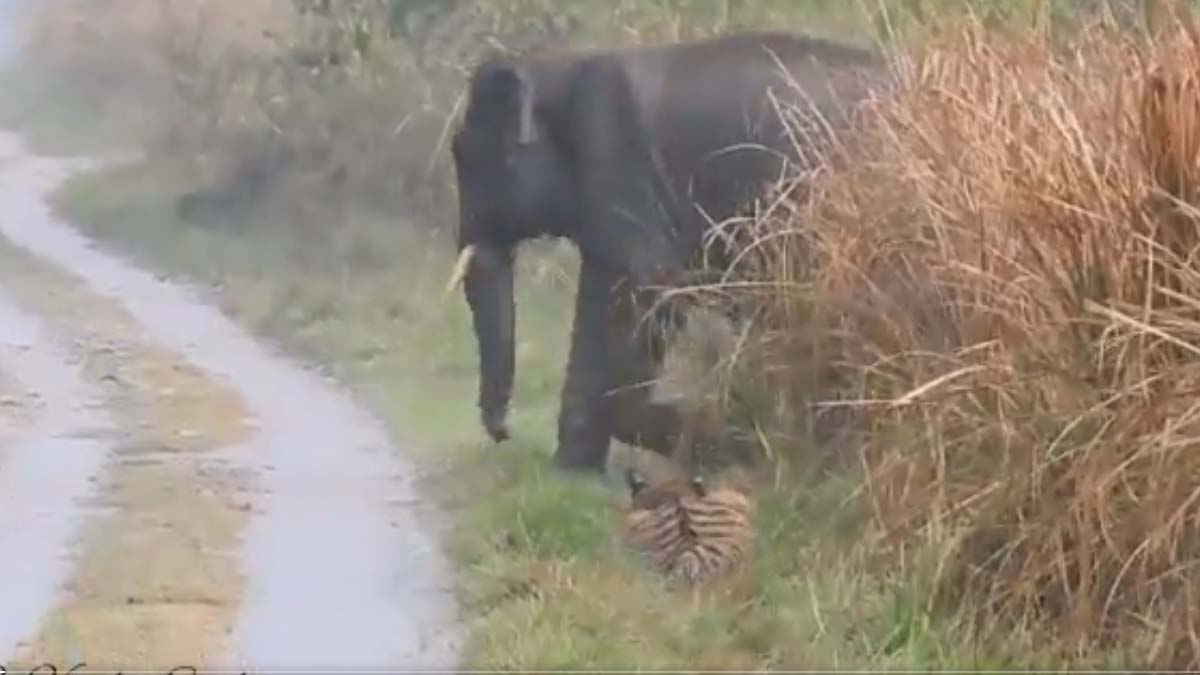 How a tiger gives way to elephant herd: Watch this amazing video ...