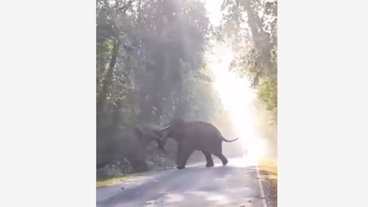 When The Titans Clash, The Forest Shivers: Video Shows Fierce Fight Between Elephants - Oneindia ...