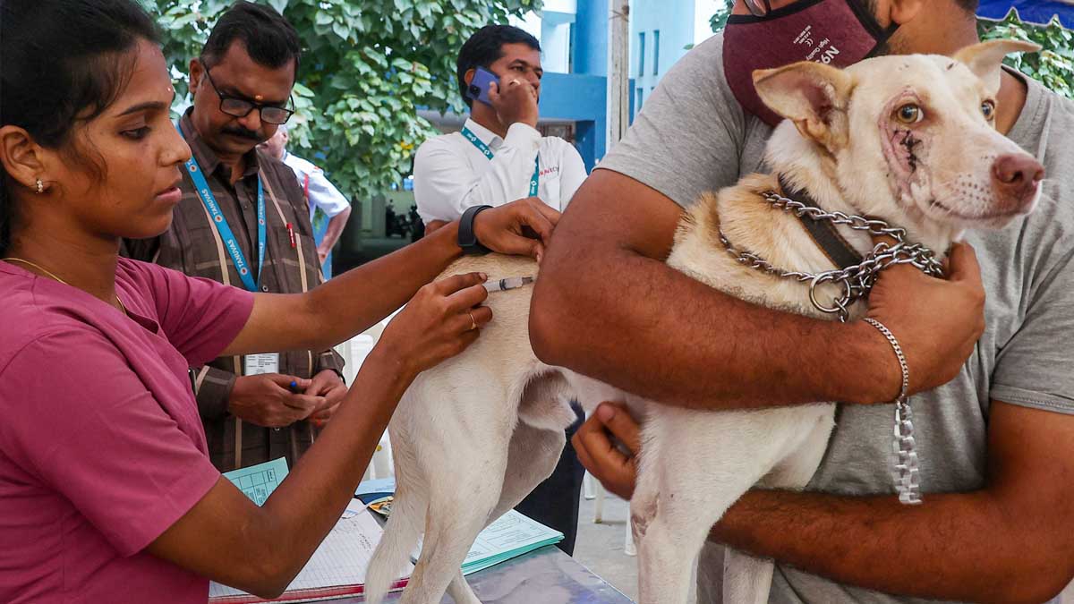 How political will turned Goa into India's first rabies-controlled ...