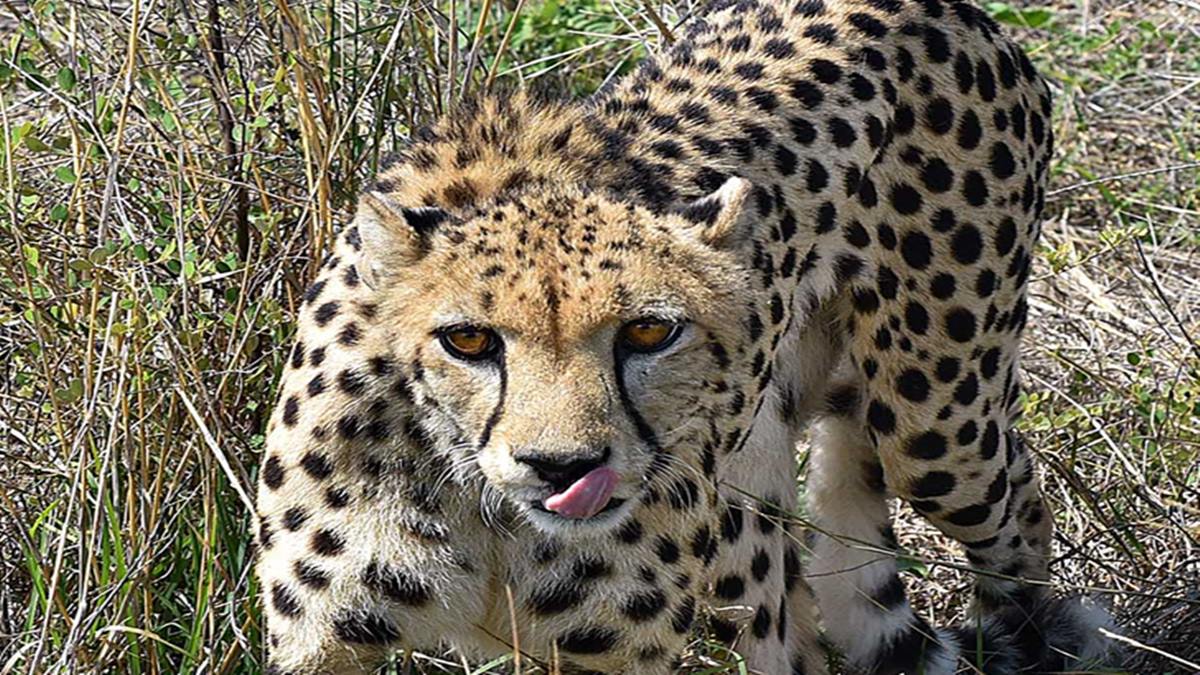 Yet Another Cheetah Dies At Kuno Park; 7th In 5 Months - Oneindia News