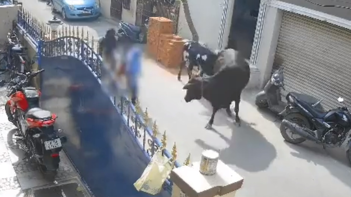 Caught On Cam: Cow Attacks A Chennai Girl In Shocking Video - Oneindia News