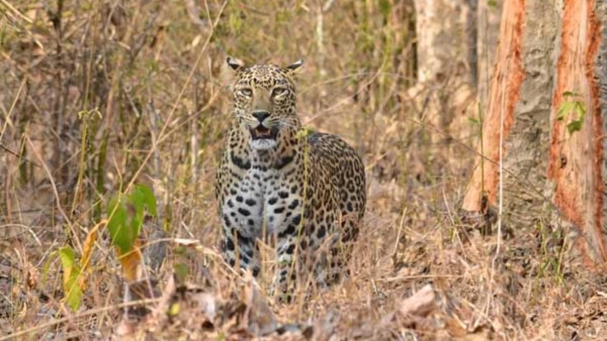 Another Leopard Sighting In Bengaluru; This Time Near Dabaspet ...