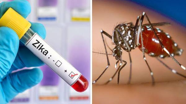 Zika Virus In Karnataka's Chikkaballapur Mosquitoes Sparks Vigilance Among Authorities ...