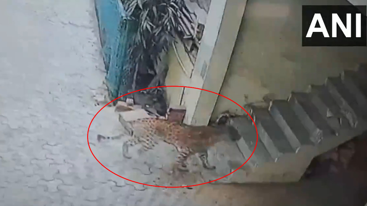 Leopard Viral Video: CCTV Camera Catches Leopard Entering A House In Gurugram - Oneindia News